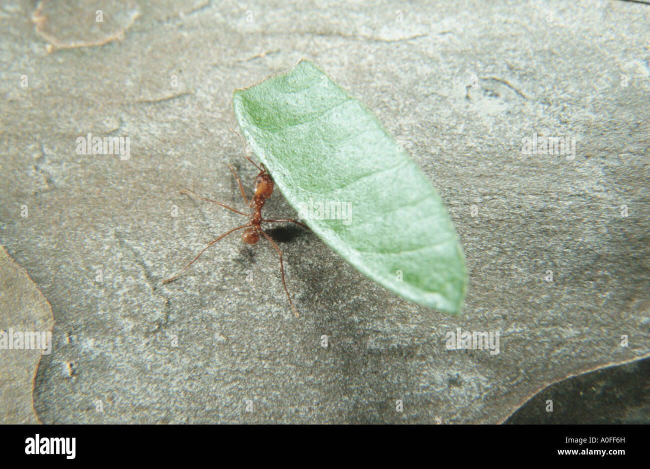 leafcutting ant (Atta cephalotes), in tropical rainforest, Costa Rica ...