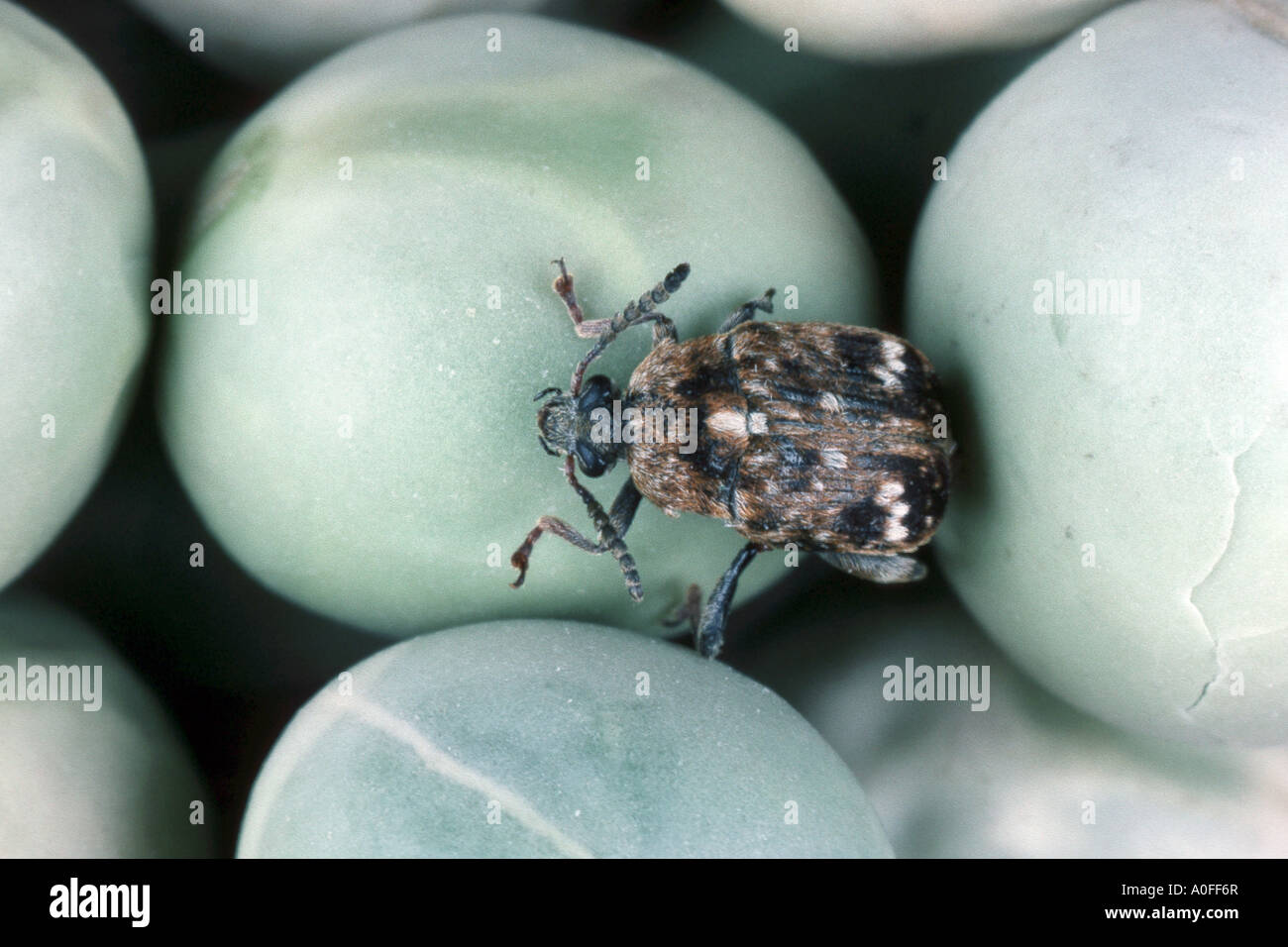 pea weevil, pea seed weevil (Bruchus pisorum), imago Stock Photo - Alamy