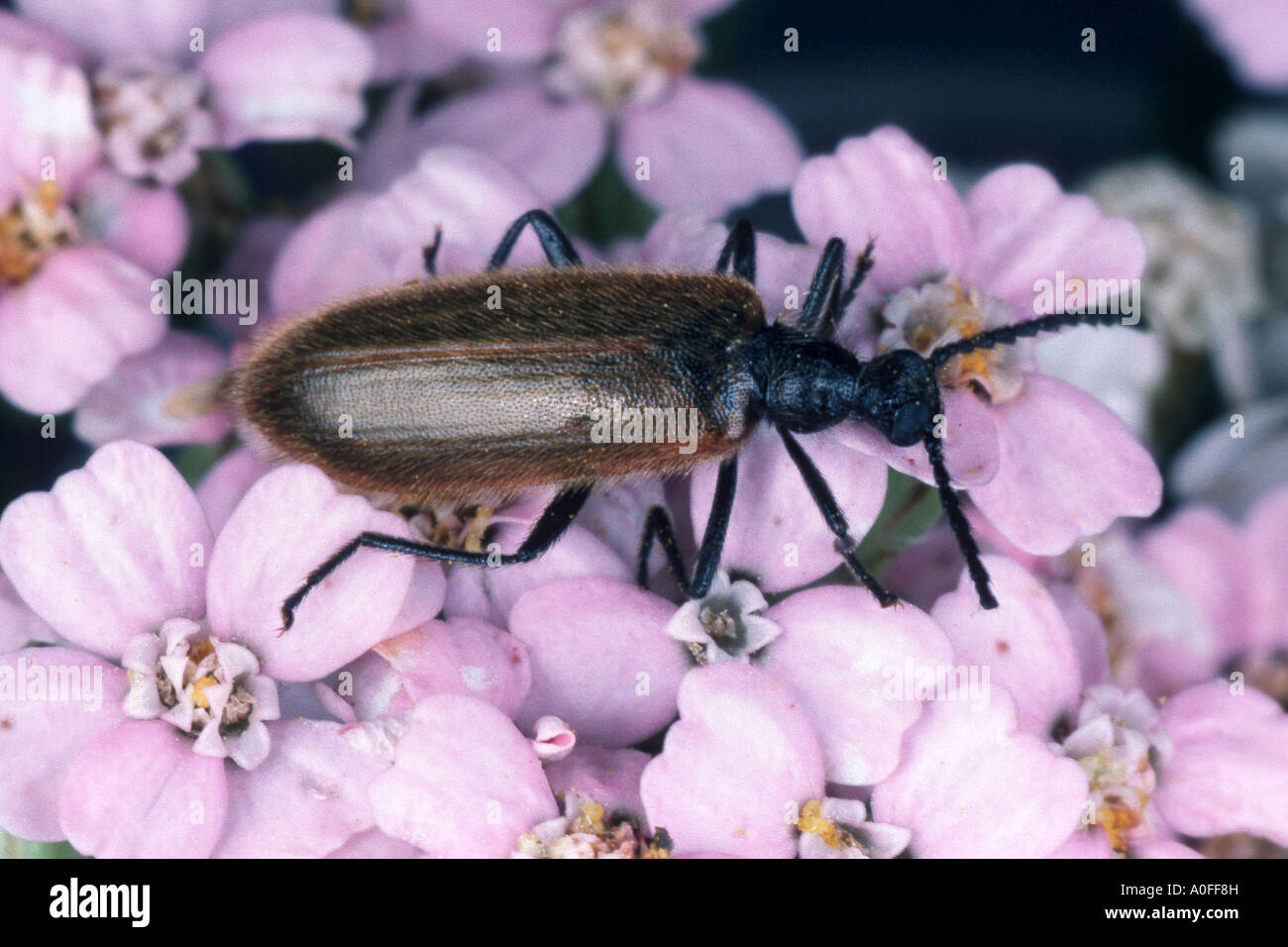 beetle (Lagria hirta), imago on pink blossoms Stock Photo - Alamy