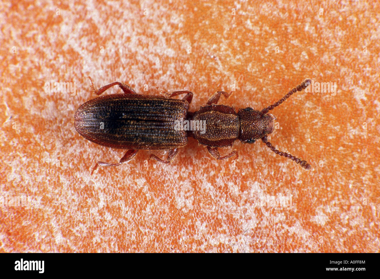 Saw toothed grain beetle oryzaephilus hi-res stock photography and ...