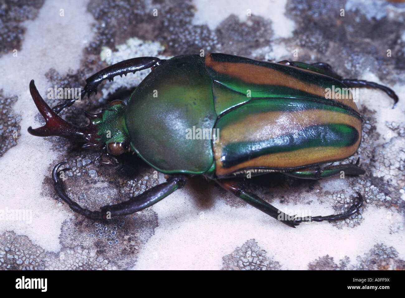 flamboyant flower beetle (Eudicella gralli), male Stock Photo - Alamy