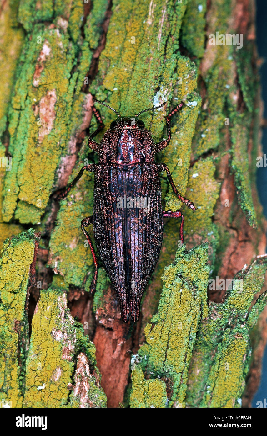 metallic wood boring beetle, metallic wood borer, splendour beetle, bup ...