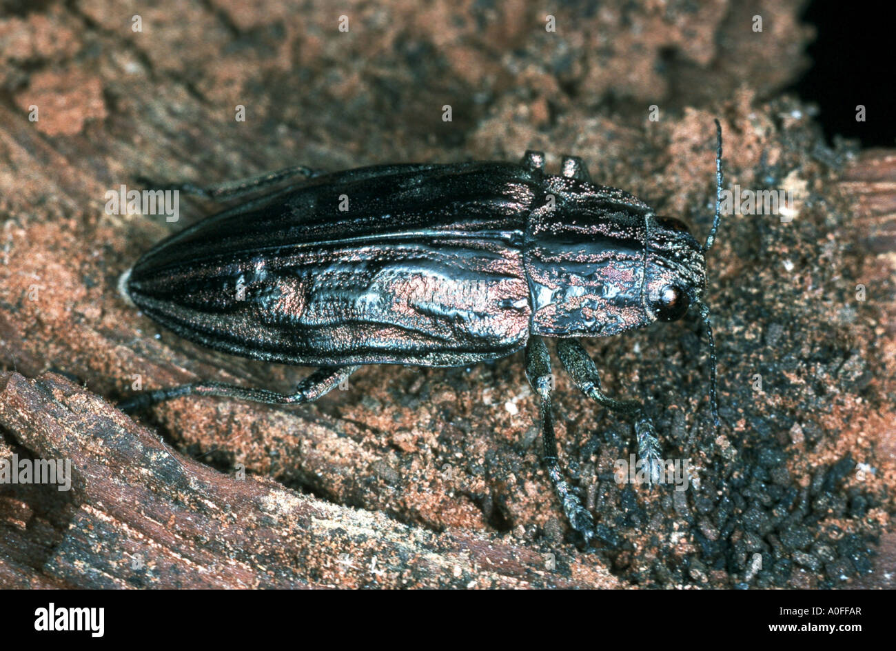 Sculptured pine borer hi-res stock photography and images - Alamy