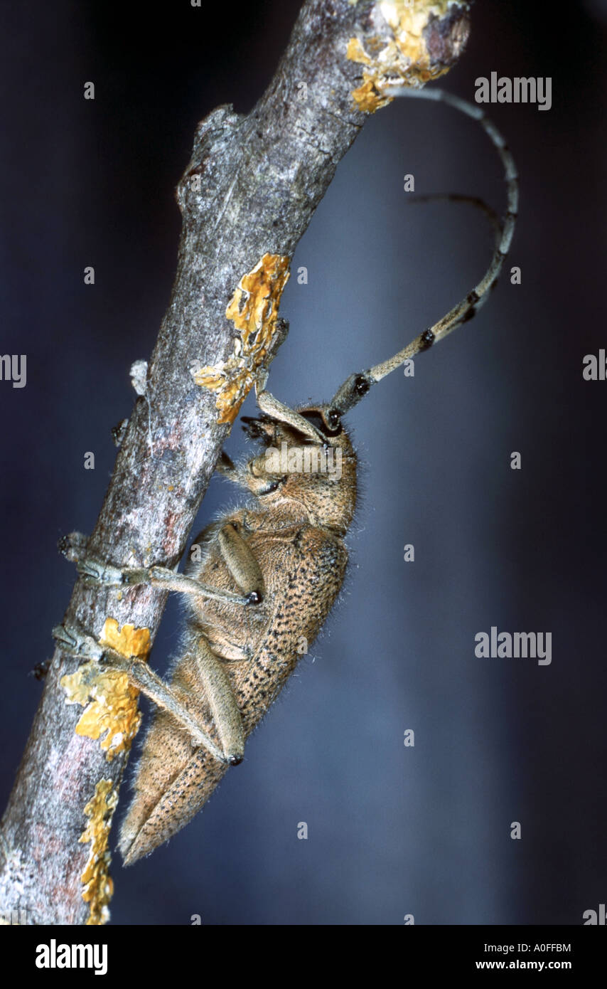 large poplar borer, large willow borer, poplar longhorn, large poplar ...