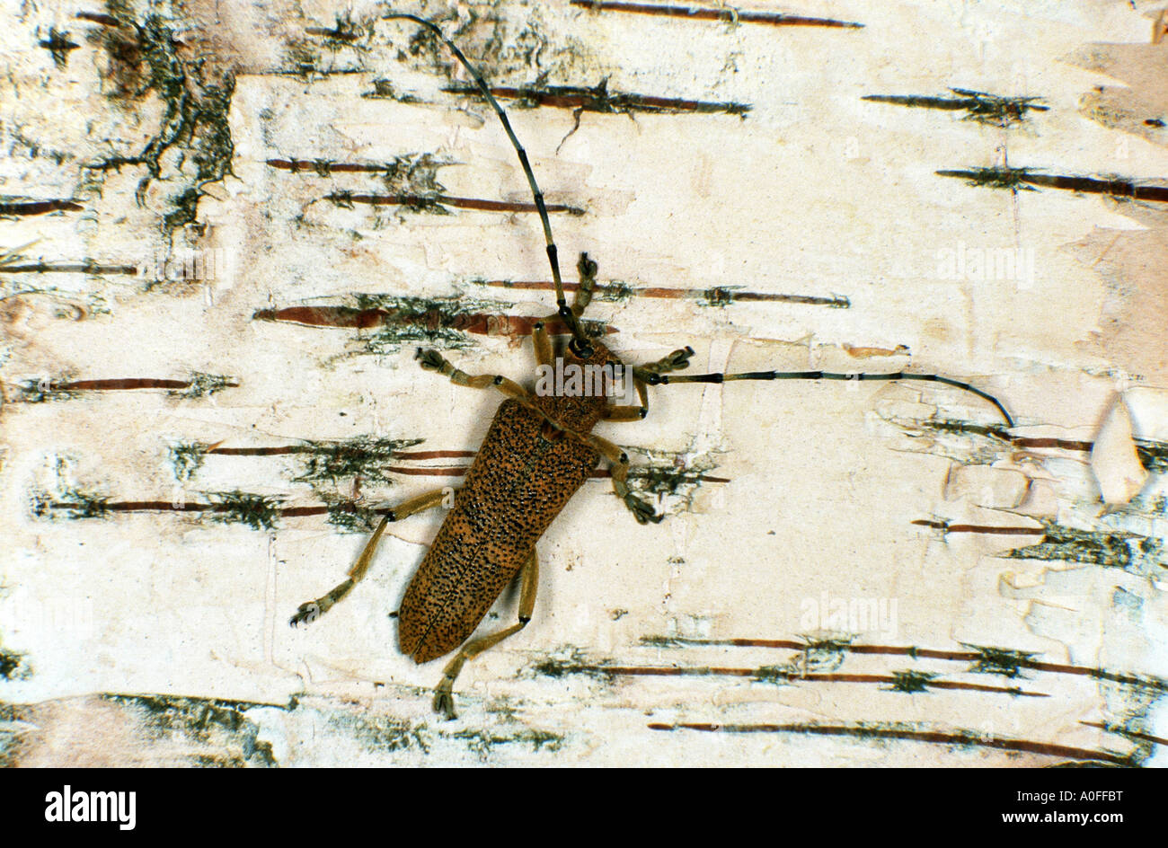 large poplar borer, large willow borer, poplar longhorn, large poplar ...