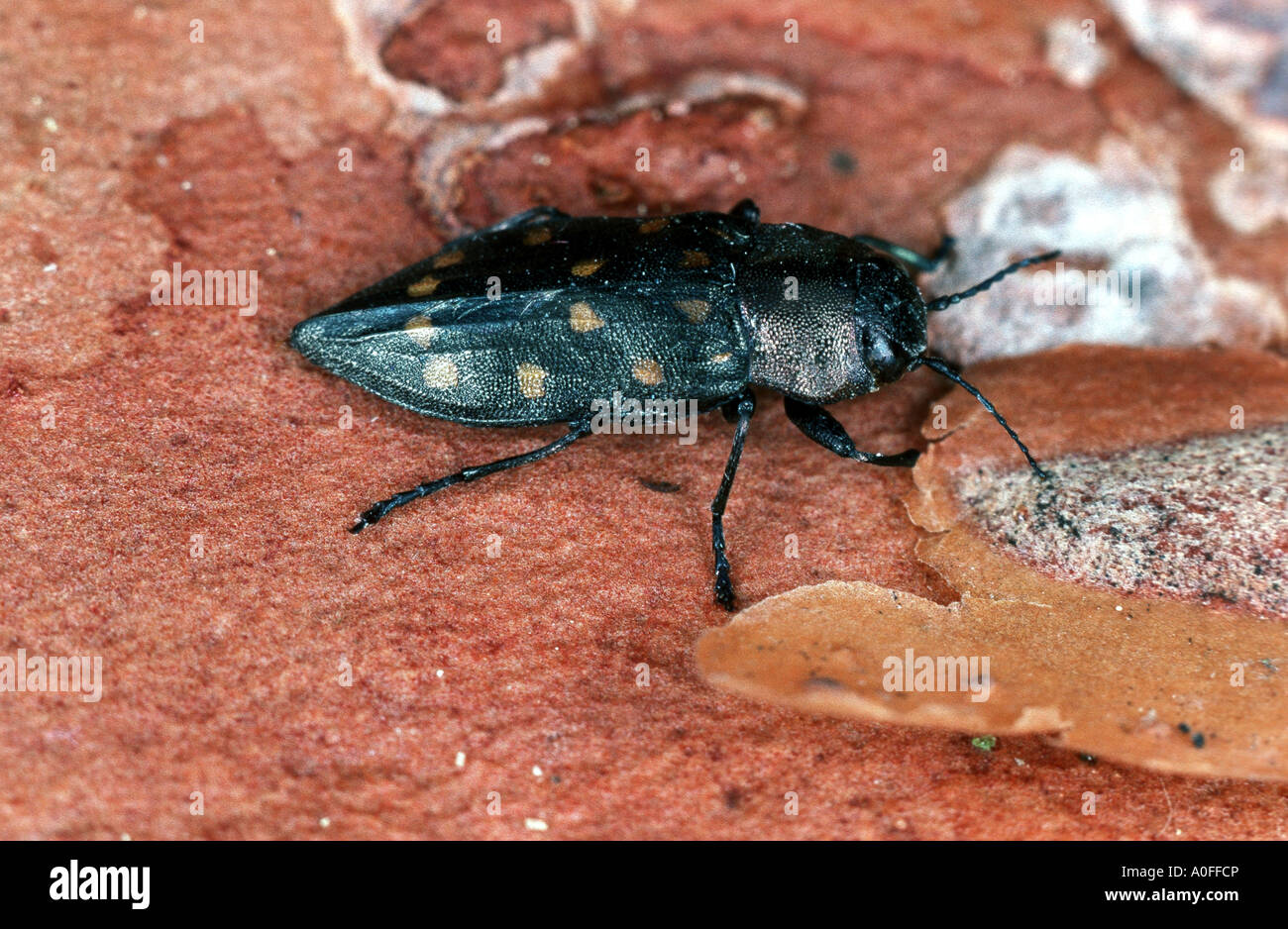 Buprestid melanophila picta hi-res stock photography and images - Alamy