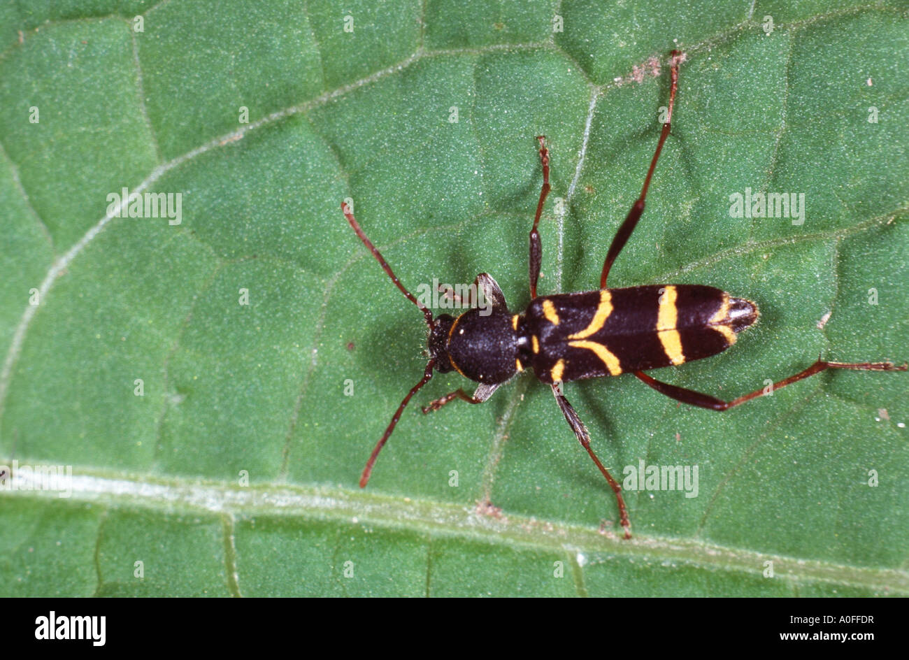 wasp beetle (Clytus arietis), imago Stock Photo - Alamy