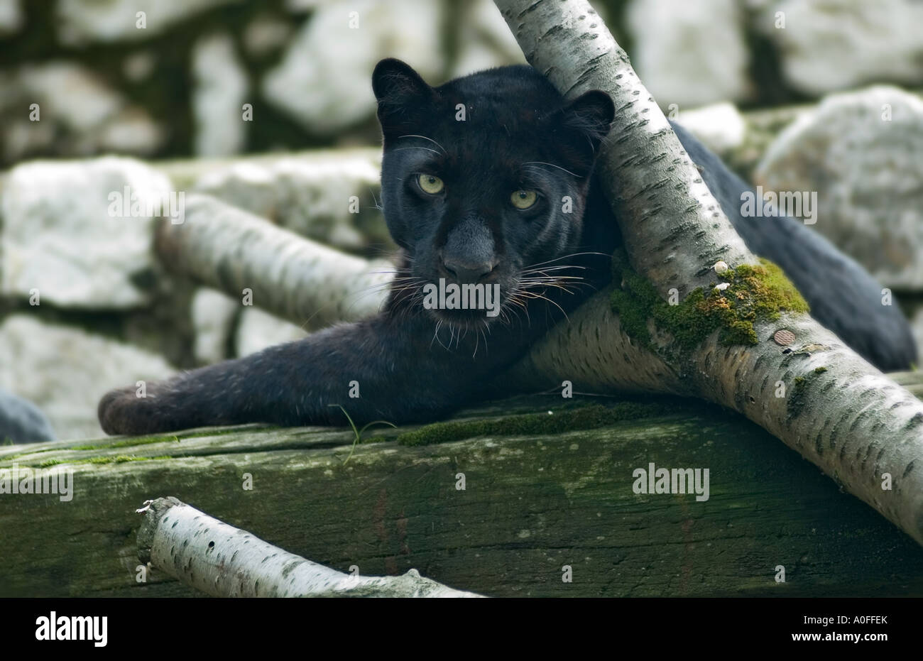 panther PANTHERA PARDUS Stock Photo - Alamy