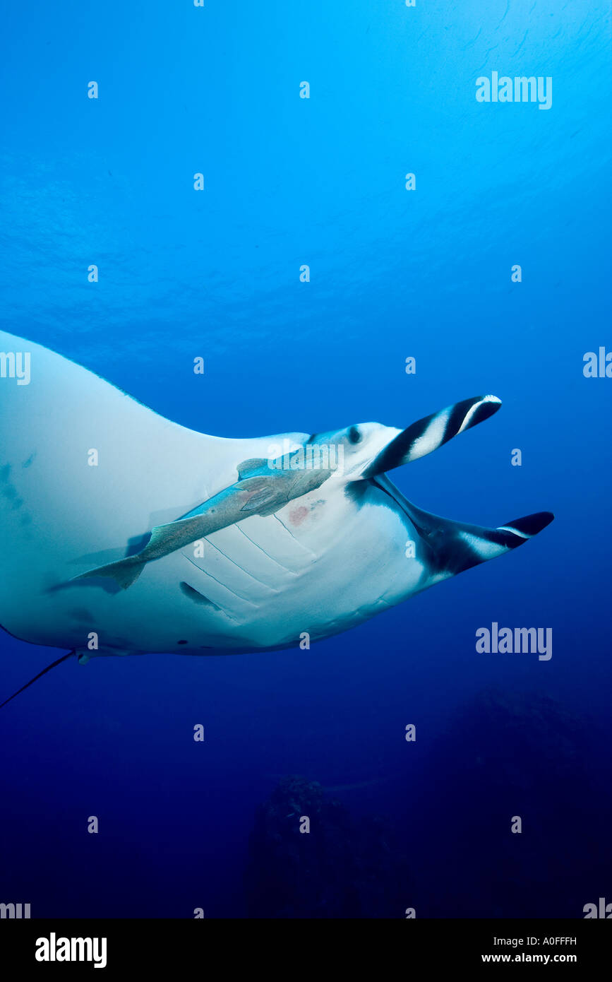 Isla jacobs hi-res stock photography and images - Alamy