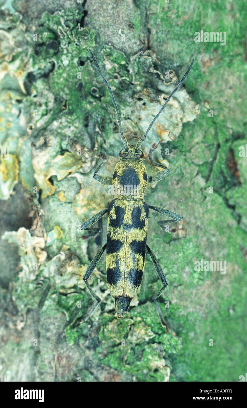 longhorn beetle, long-horned beetle (Clytanthus herbsti), imago Stock ...