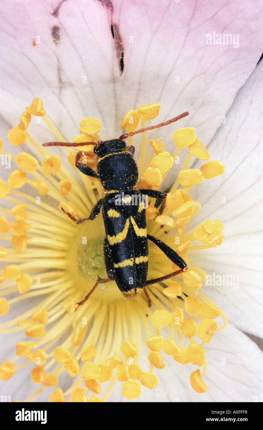 longhorn beetle, long-horned beetle (Clytus rhamni), imago Stock Photo ...