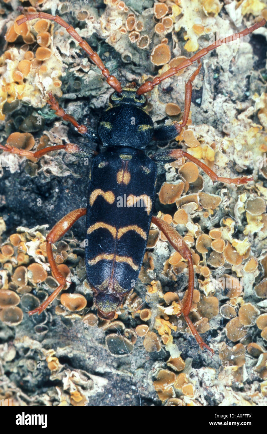 longhorn beetle, long-horned beetle (Rhagionotus aronatus), imago Stock ...