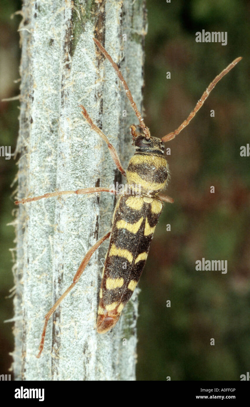 longhorn beetle, long-horned beetle (Plagionotus floralis), imago Stock ...