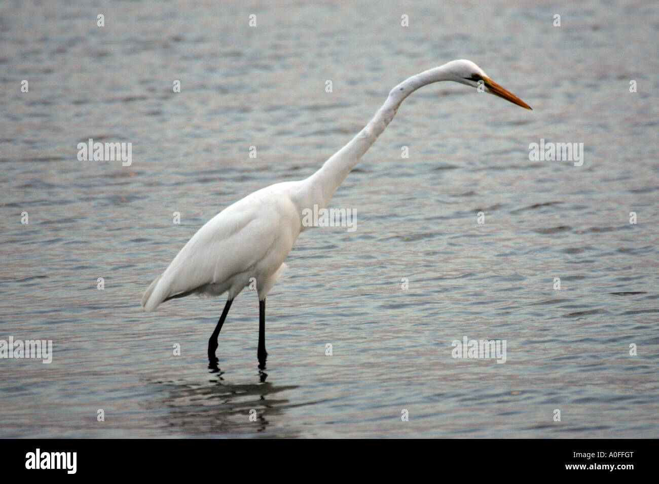Great egret, Ardea alba, aka common egret, large egret, great white ...