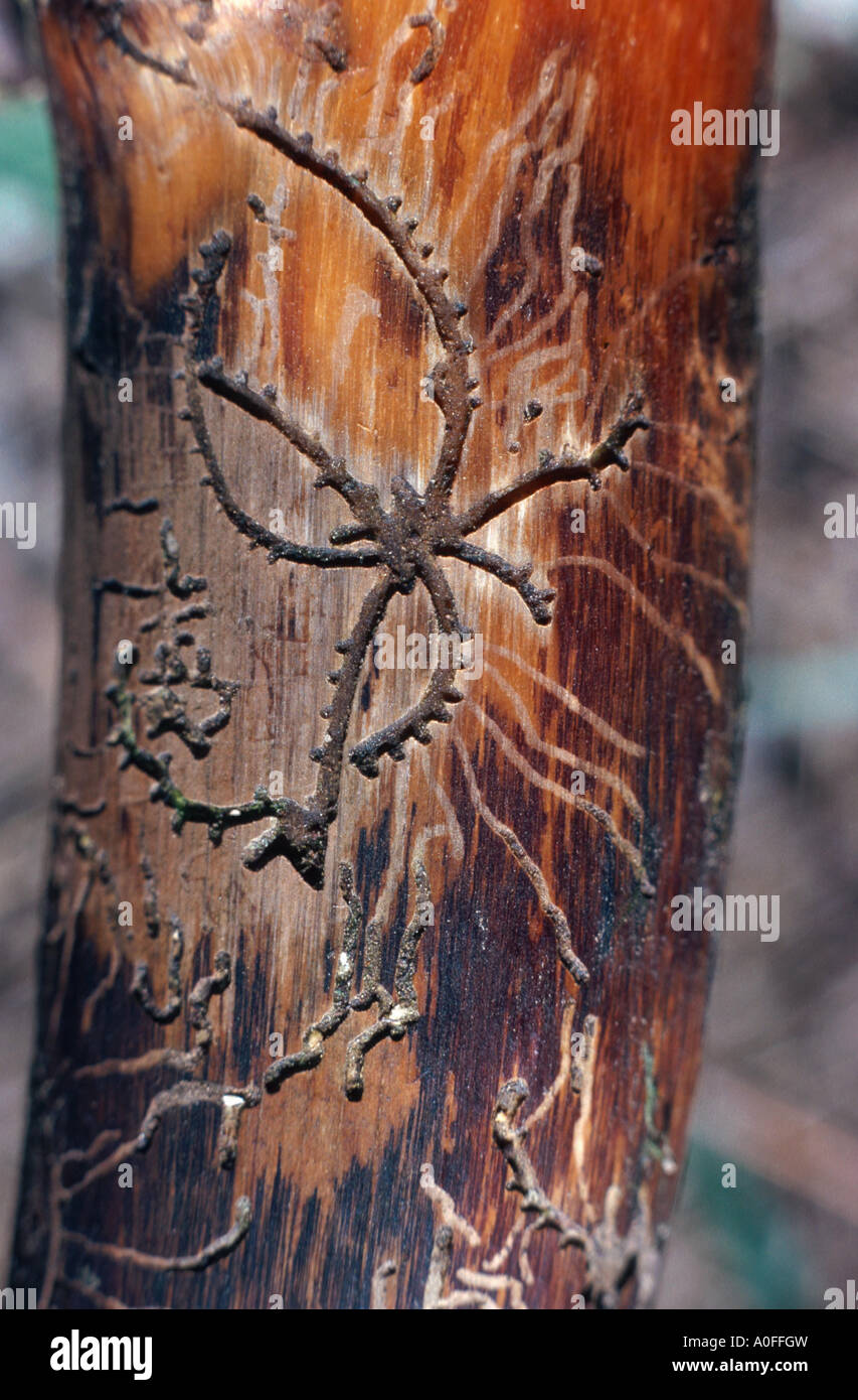 bidentated bark beetle (Pityogenes bidentatus), galleries Stock Photo ...