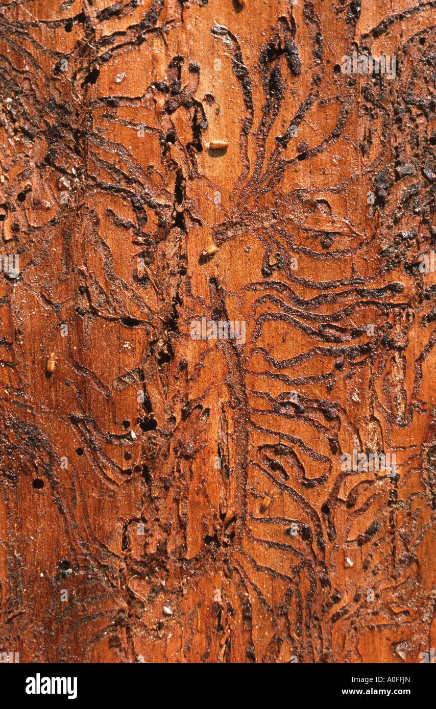 six-dentated bark beetle (Pityogenes chalcographus), galleries Stock ...