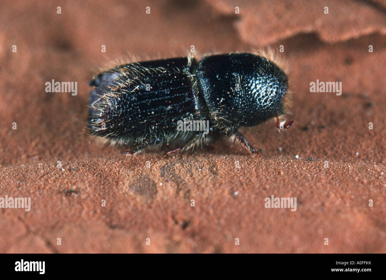 spruce bark beetle, European Spruce Bark Beetle, engraver beetle ...