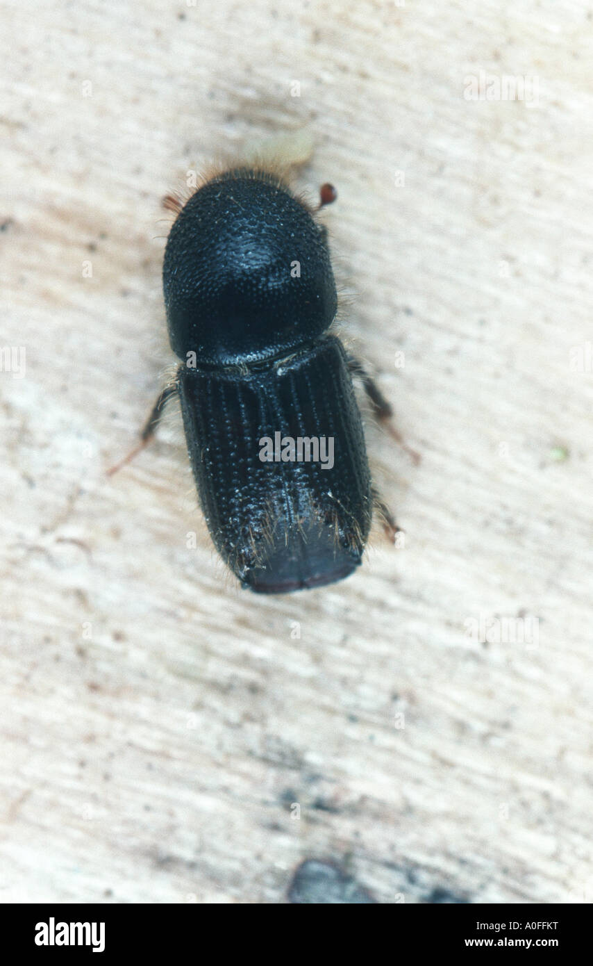 spruce bark beetle, European Spruce Bark Beetle, engraver beetle ...