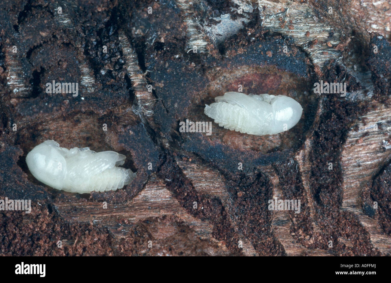 Ips engraver beetles hi-res stock photography and images - Alamy