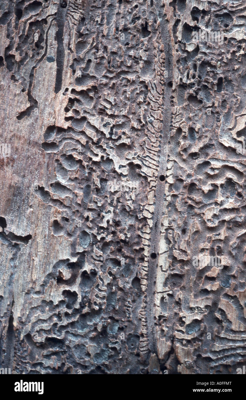 spruce bark beetle, European Spruce Bark Beetle, engraver beetle ...