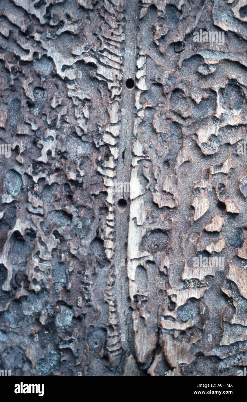 spruce bark beetle, European Spruce Bark Beetle, engraver beetle ...