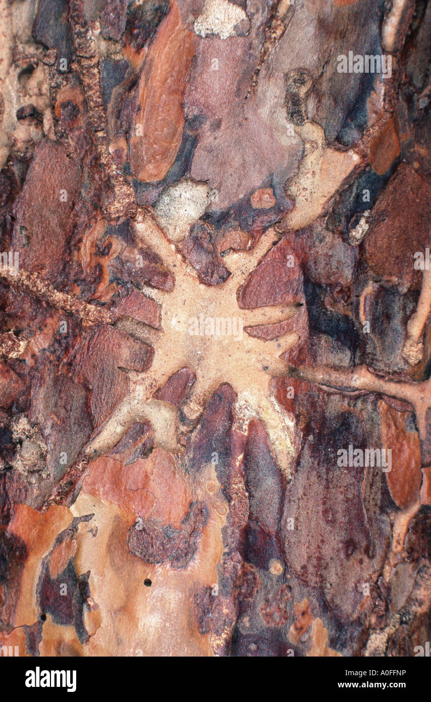 Bark beetle ips acuminatus hi-res stock photography and images - Alamy