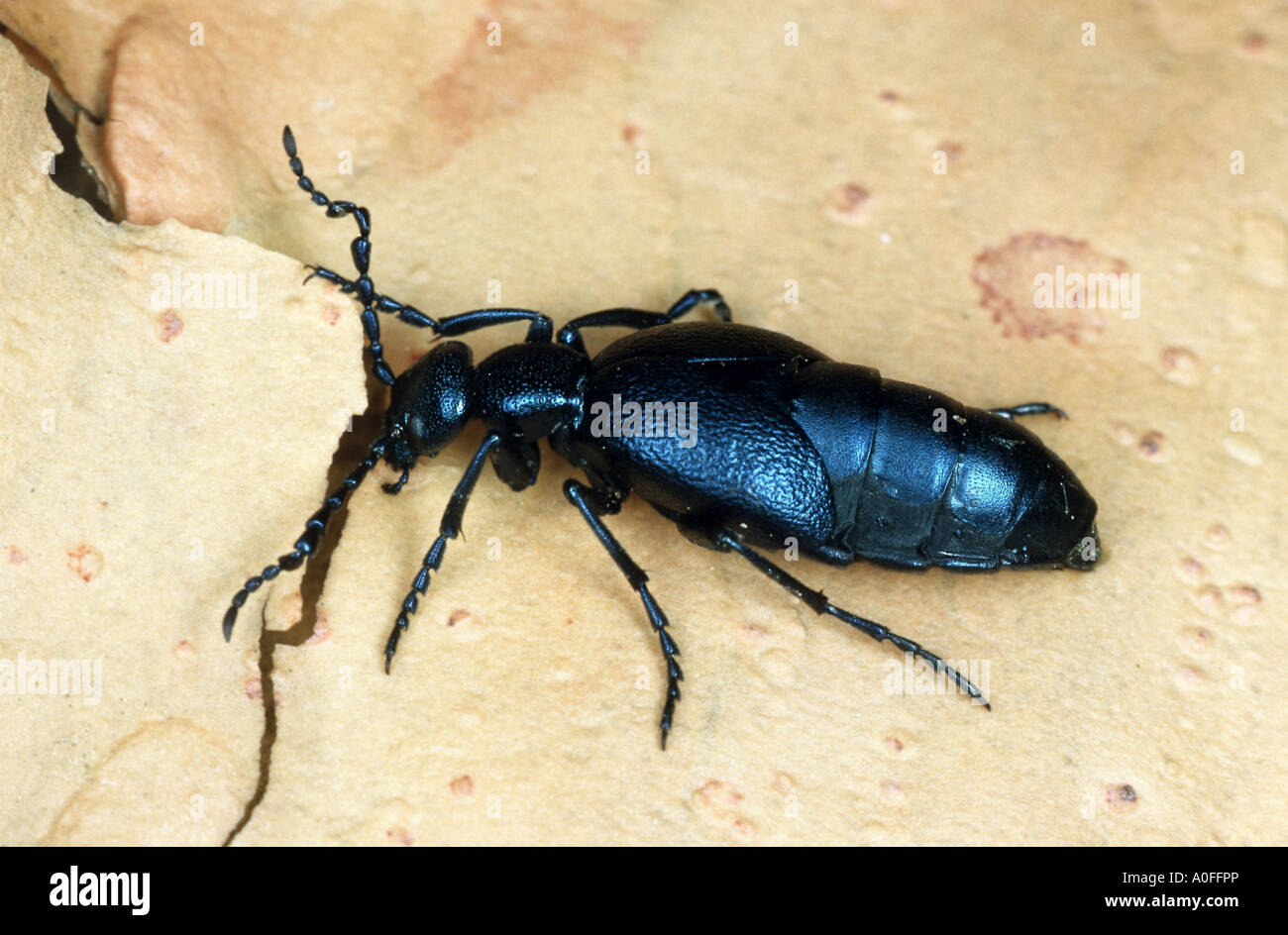 blister beetle, oil beetle (Meloe violaceus), imago Stock Photo - Alamy
