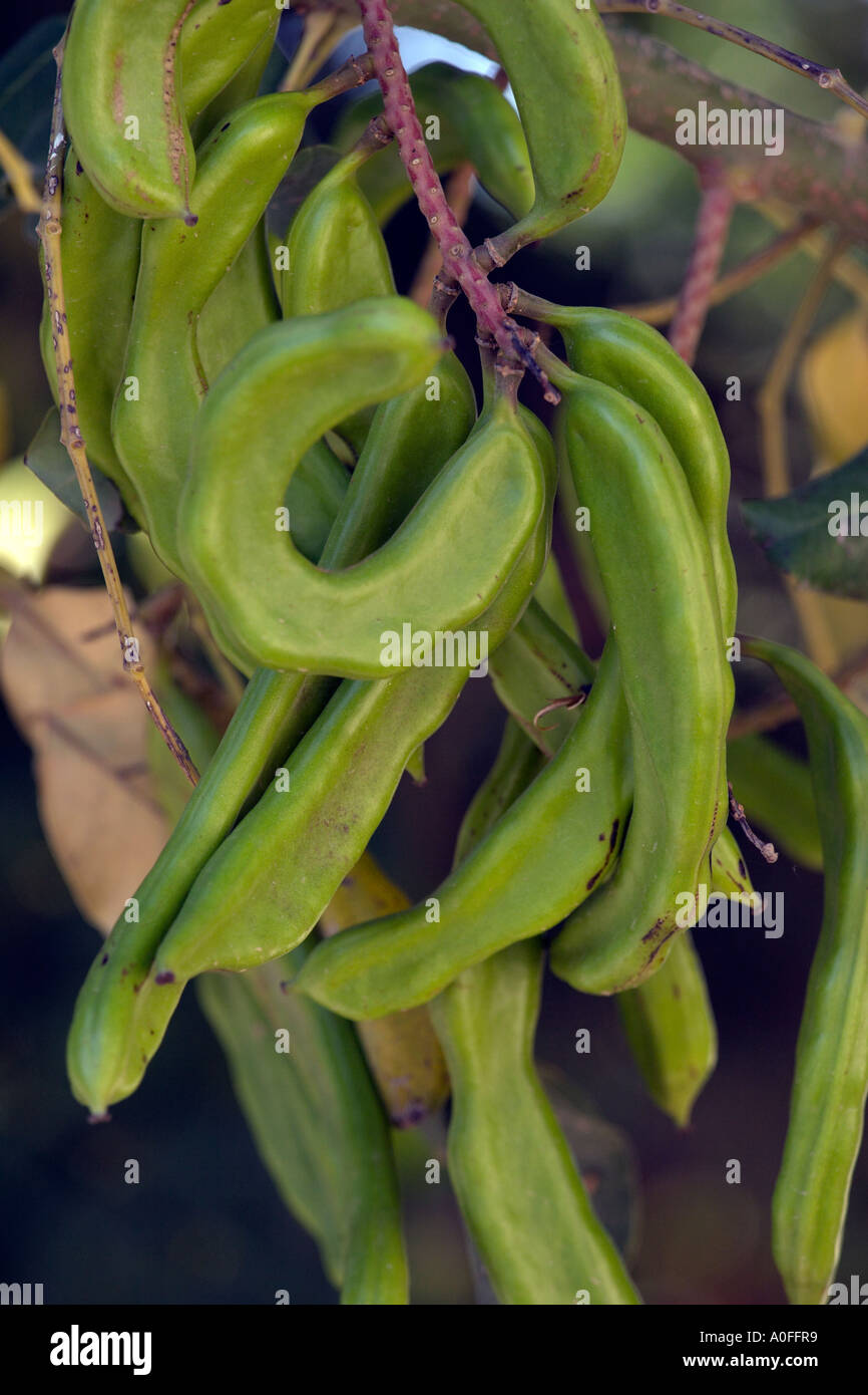 Carob beans growing in Cyprus Stock Photo - Alamy