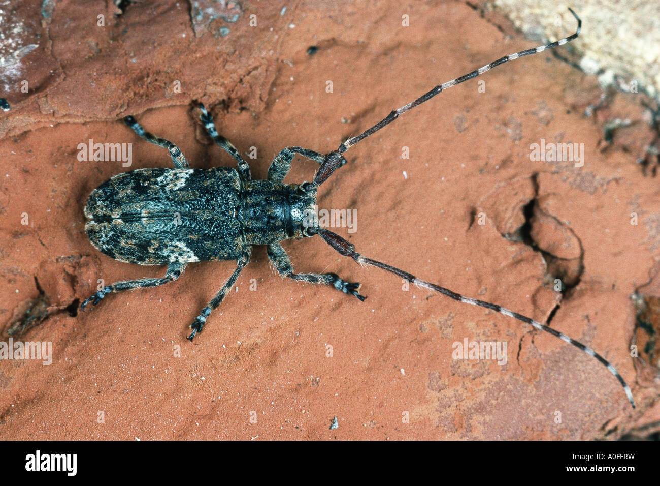 longhorn beetle, long-horned beetle (Mesosa nebulosa), imago Stock ...