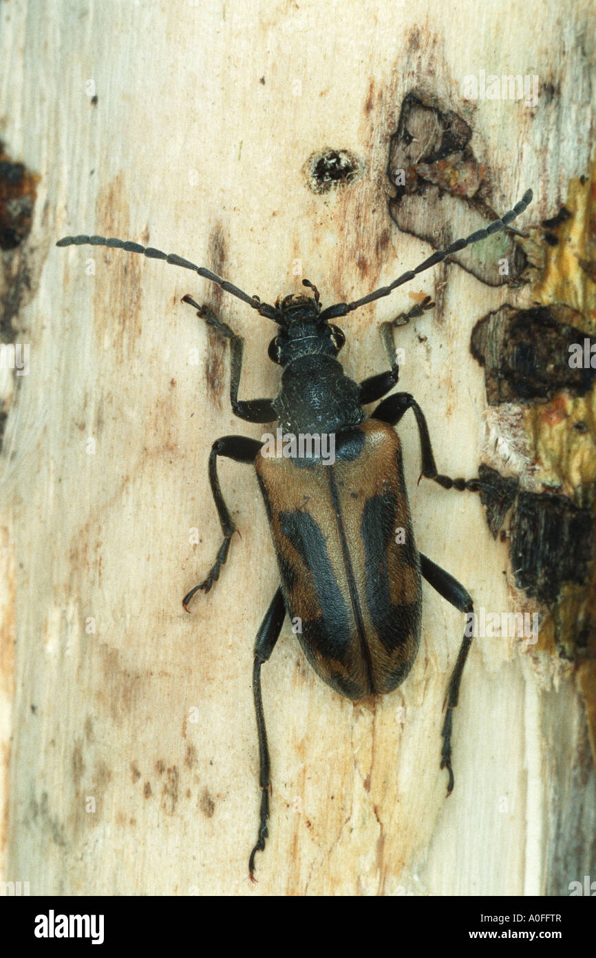 longhorn beetle, long-horned beetle (Evodinus interrogationis), imago ...