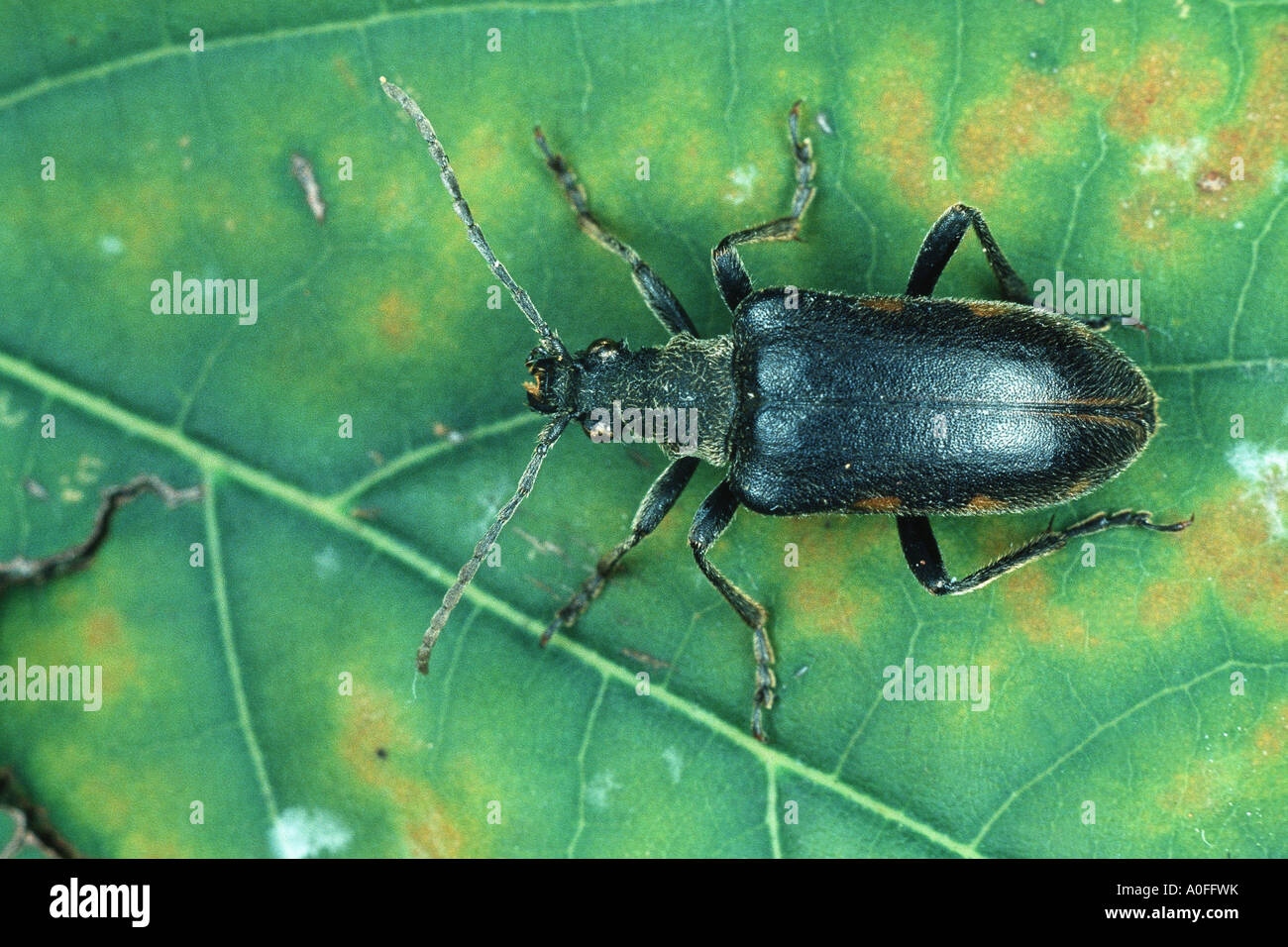 longhorn beetle, long-horned beetle (Evodinus interrogationis), imago ...
