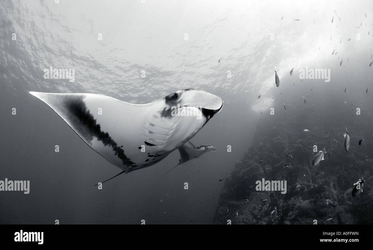 SIDE VIEW OF A PACIFIC MANTA MANTA HAMILTONI SOCORRO ISLANDS Stock ...