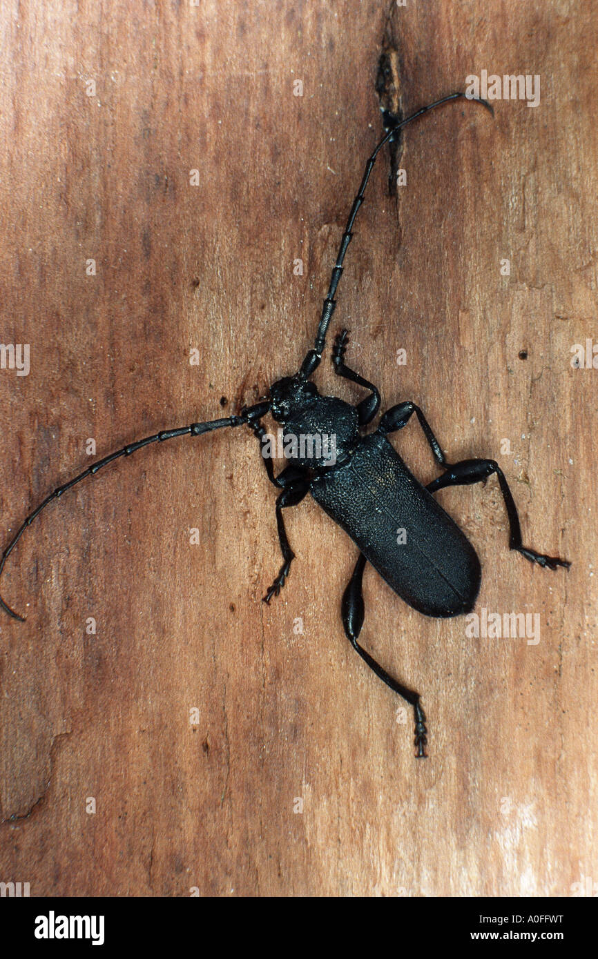 longhorn beetle, long-horned beetle (Rhopalopus clavipes), imago Stock ...
