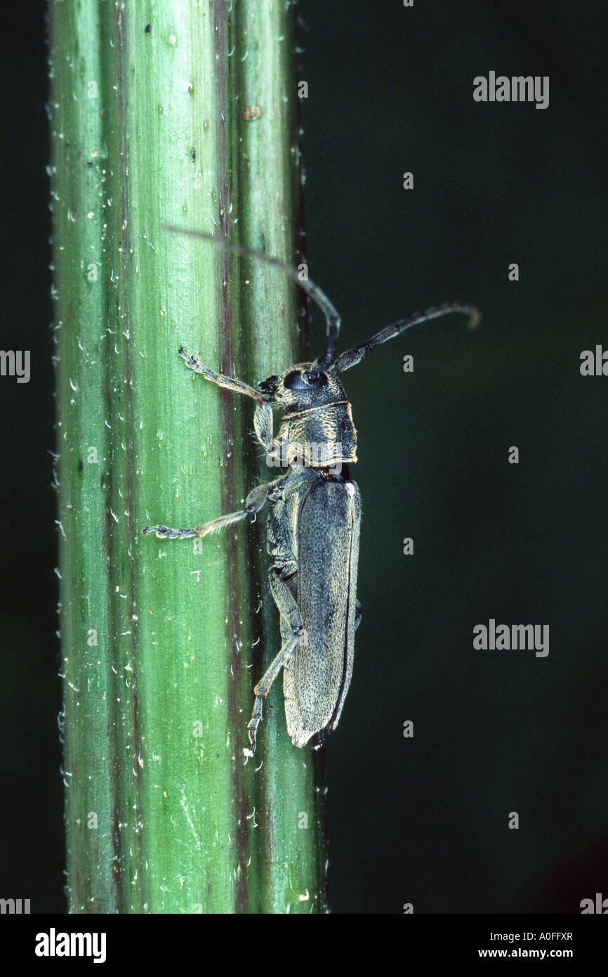 longhorn beetle, long-horned beetle (Phytoecia nigricornis), imago ...