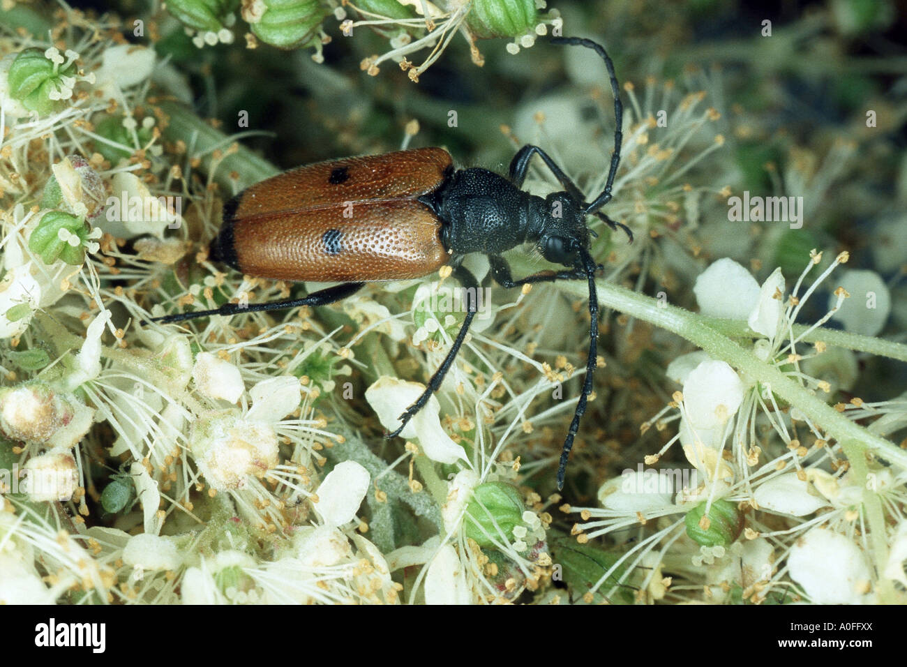 longhorn beetle, long-horned beetle (Brachyleptura tesserula), imago ...