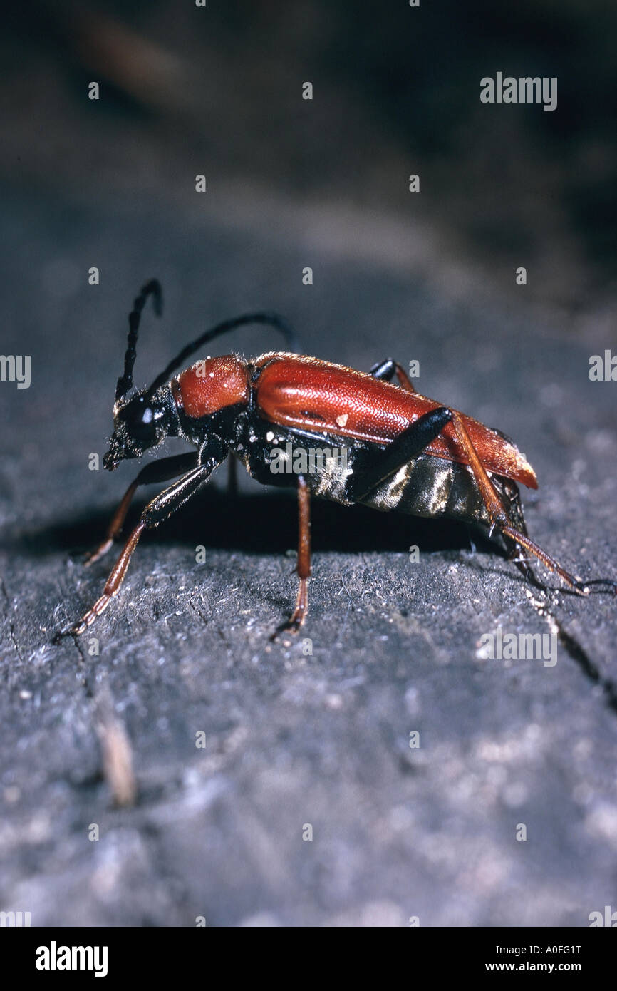 longhorn beetle, long-horned beetle (Leptura rubra), imago Stock Photo ...