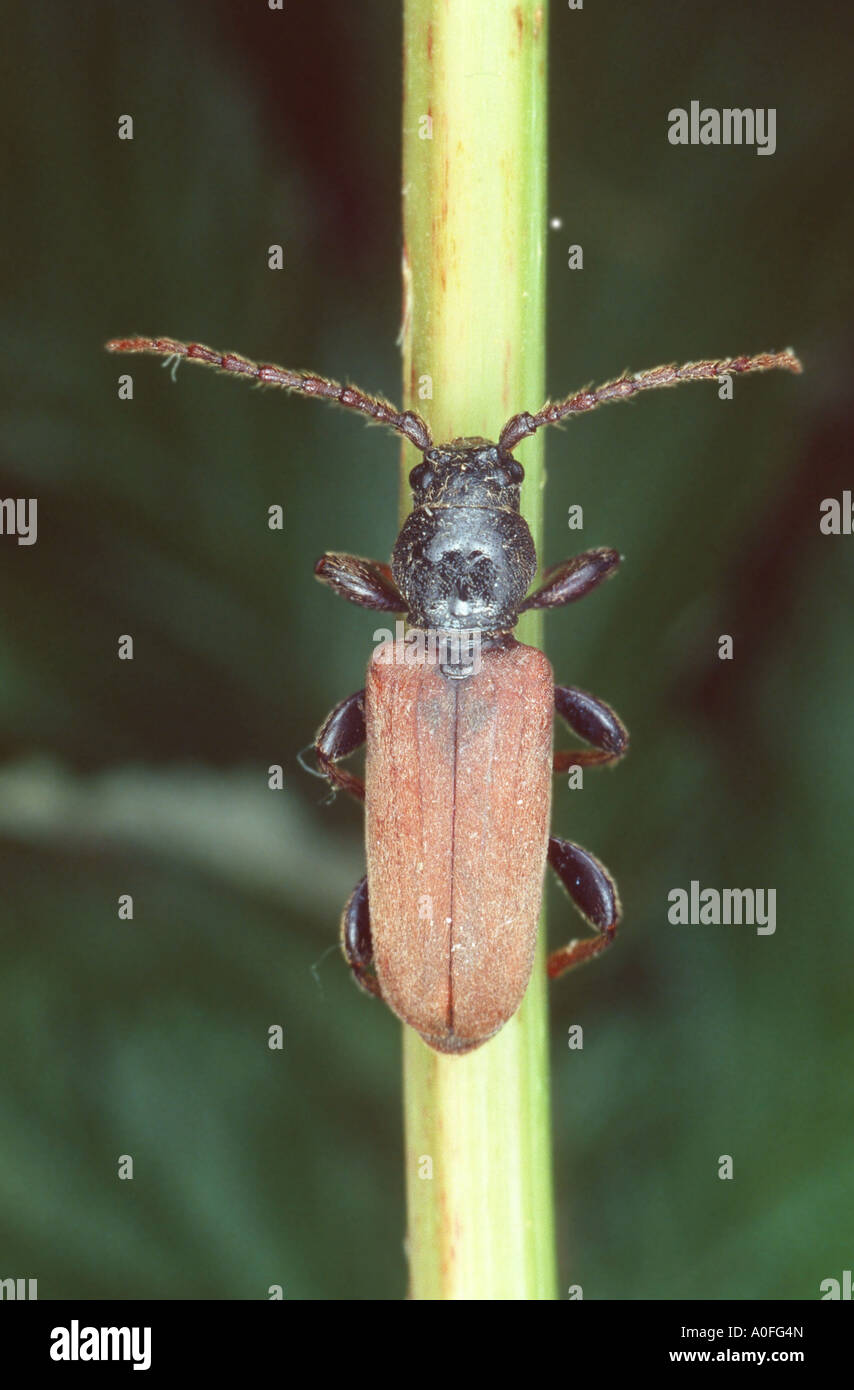 longhorn beetle, long-horned beetle (Leptura dubia), imago Stock Photo ...