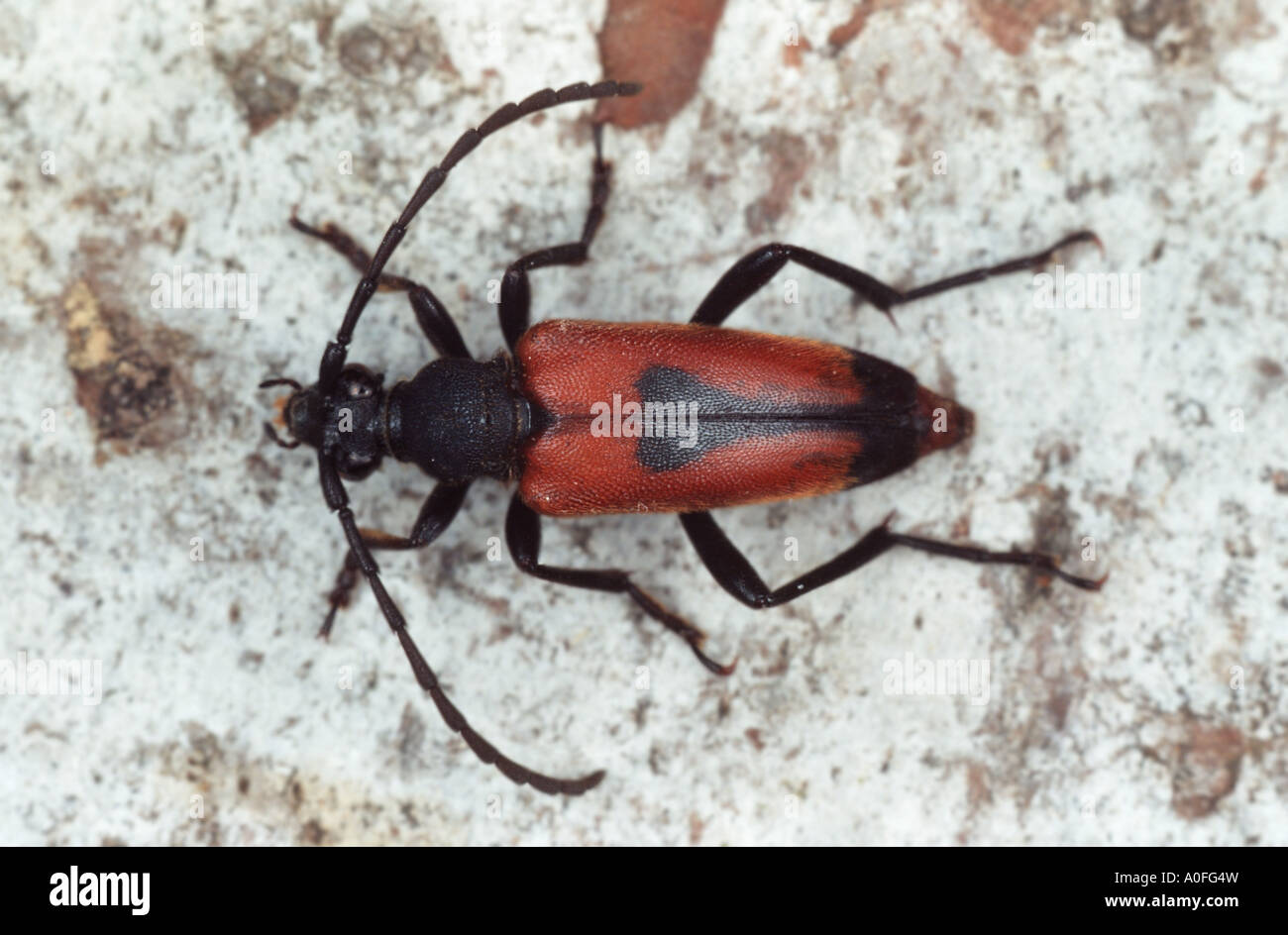 longhorn beetle, long-horned beetle (Leptura cordigera), imago Stock ...