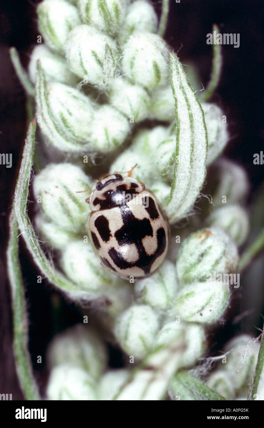 ladybirds, ladybird beetles, lady beetles, ladybugs (Coccinellidae ...