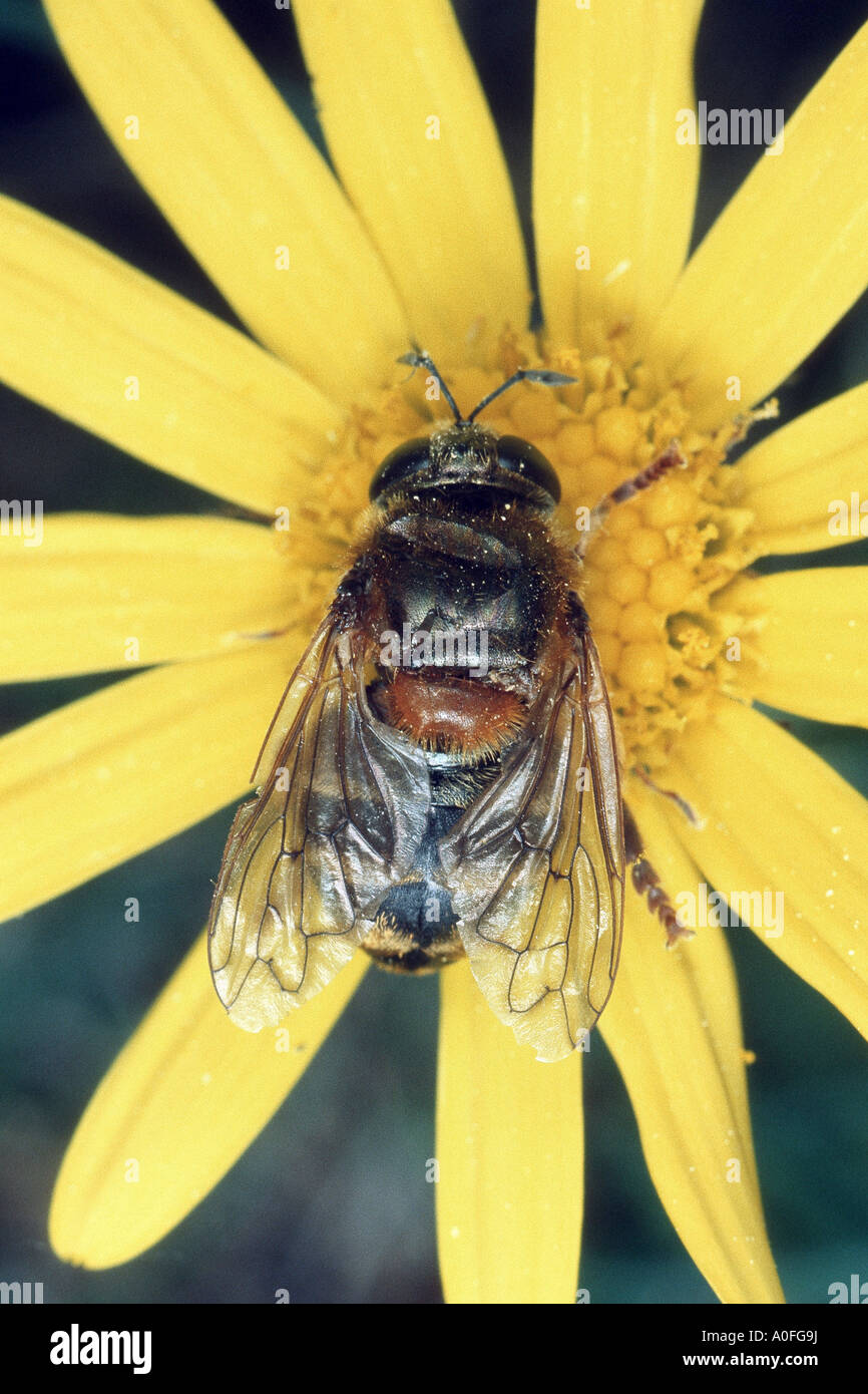 Microdon mutabilis hi-res stock photography and images - Alamy