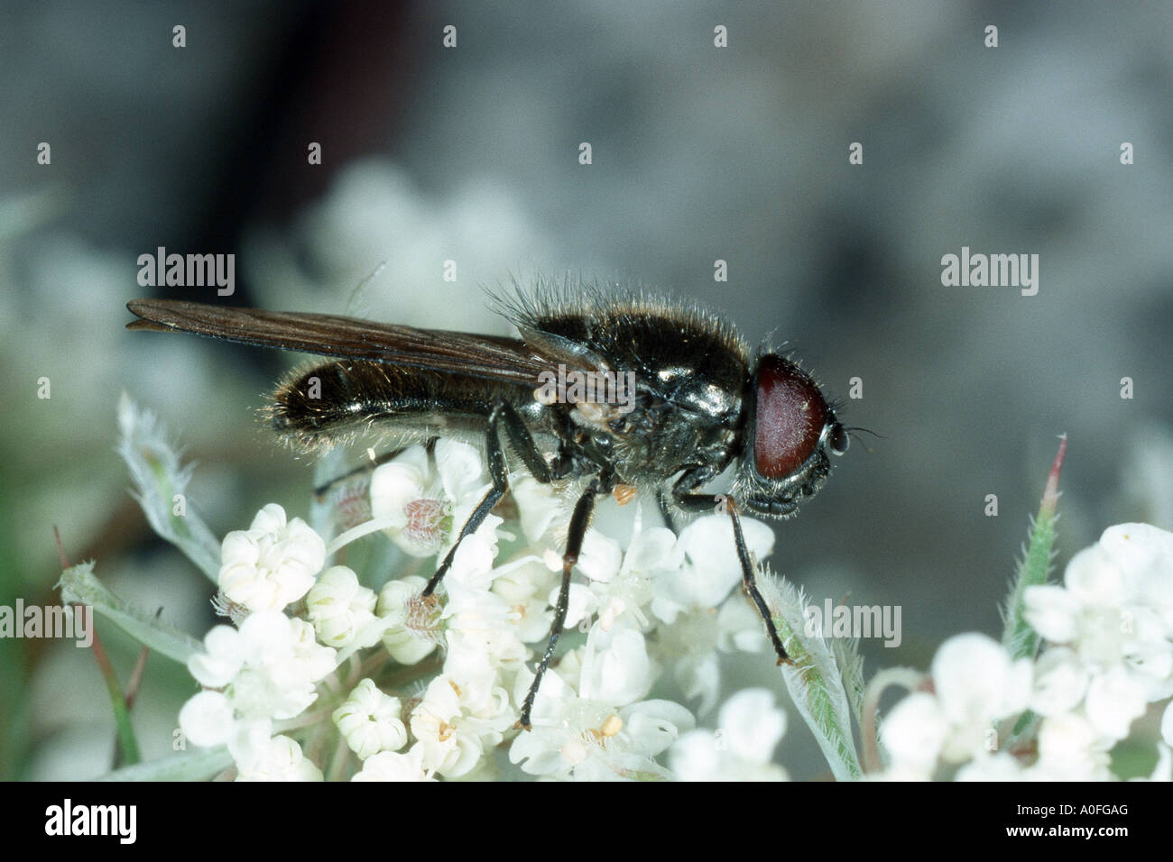 Cheilosia pictipennis hi-res stock photography and images - Alamy