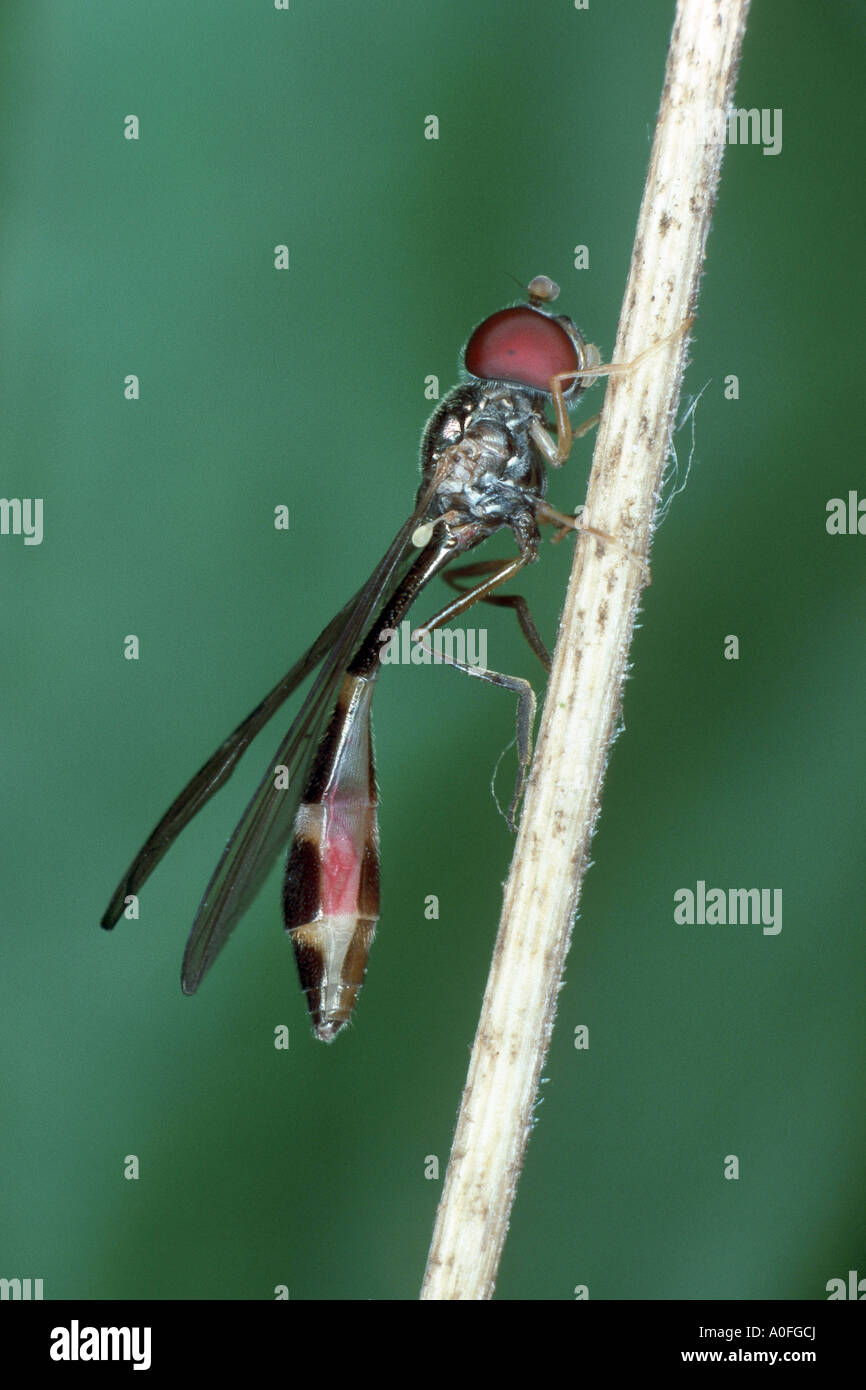 Baccha elongata hi-res stock photography and images - Alamy