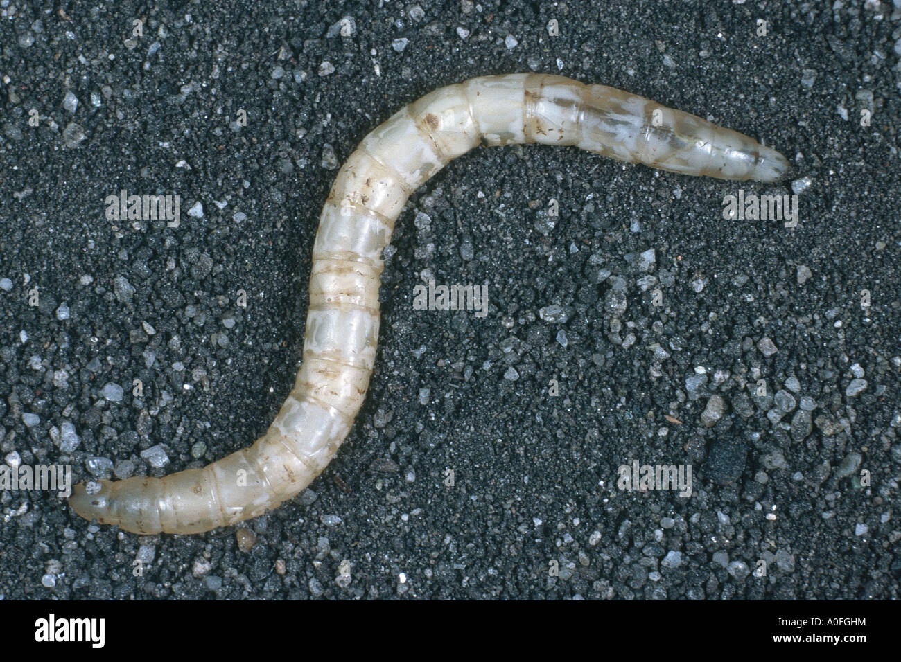 snipe flies (Thereva spec.), larva Stock Photo - Alamy