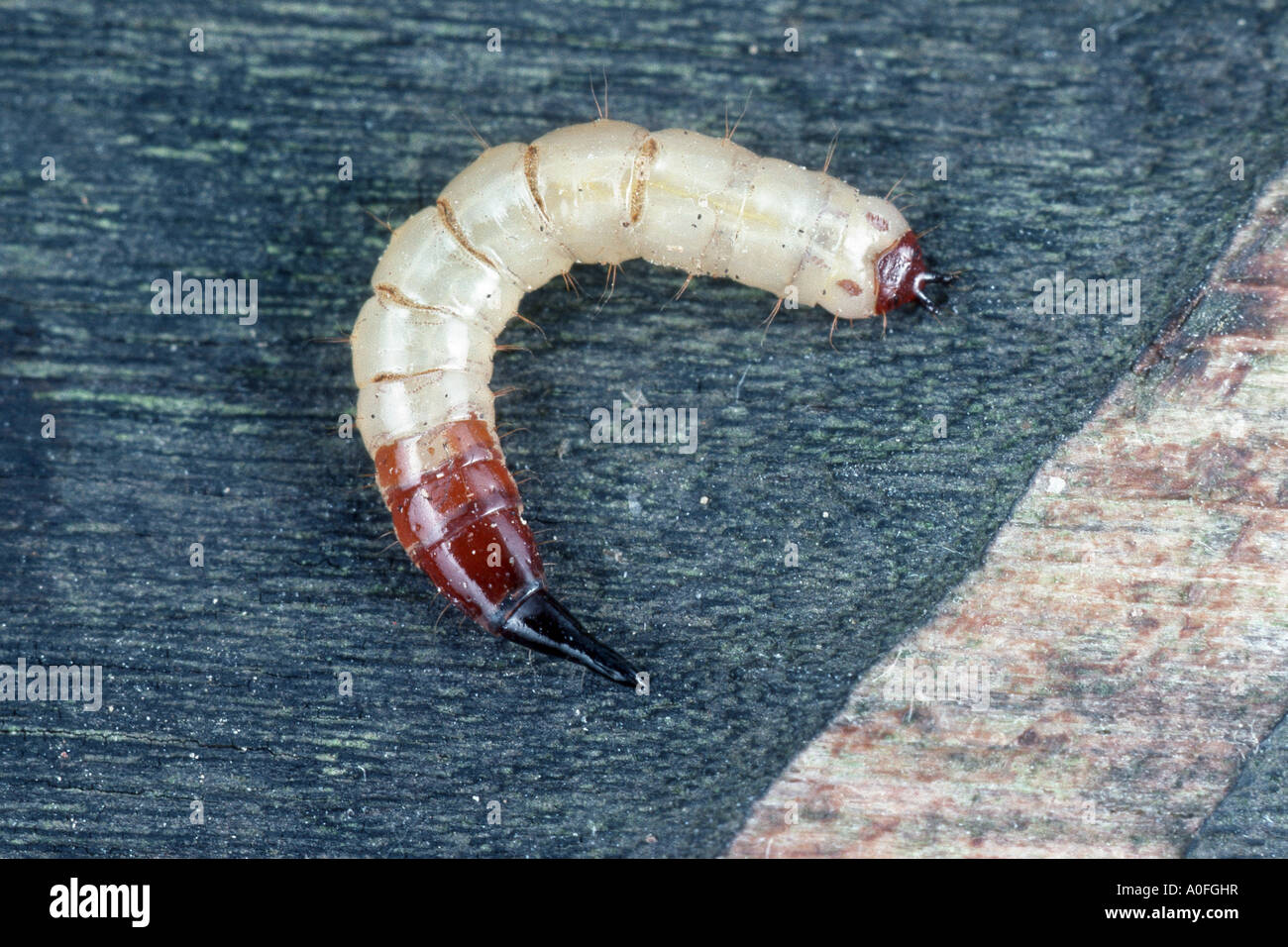 Xylophagus hi-res stock photography and images - Alamy