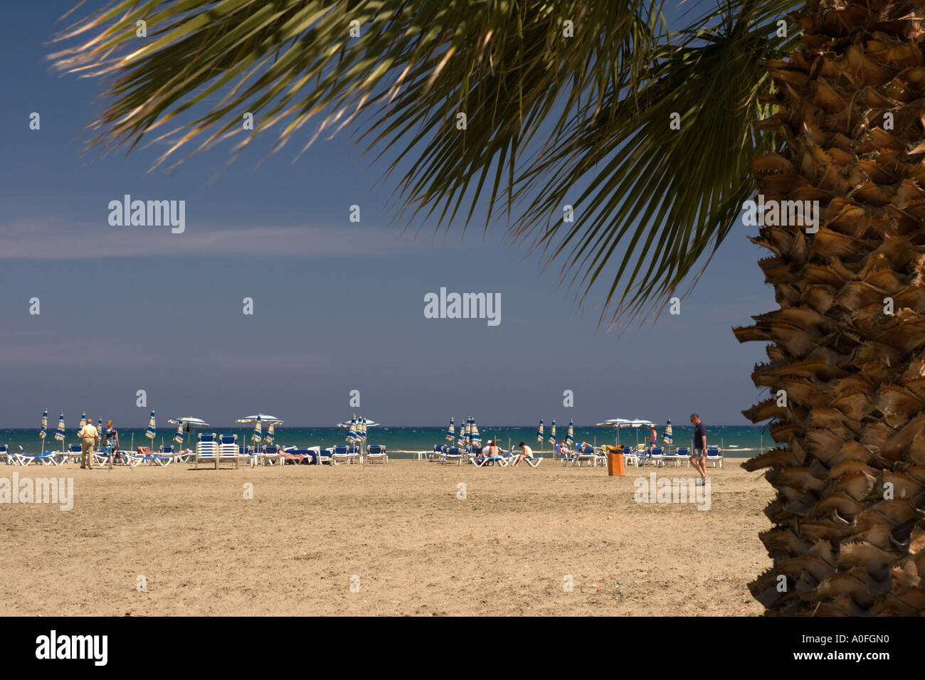 Palms growing on the beach at Larnaca Stock Photo - Alamy