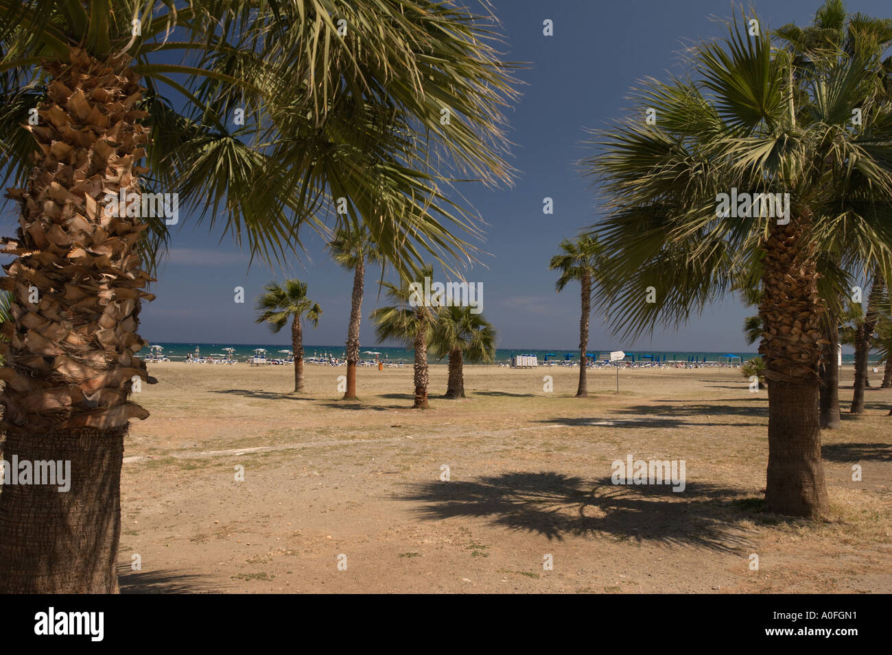 Palms growing on the beach at Larnaca Stock Photo - Alamy