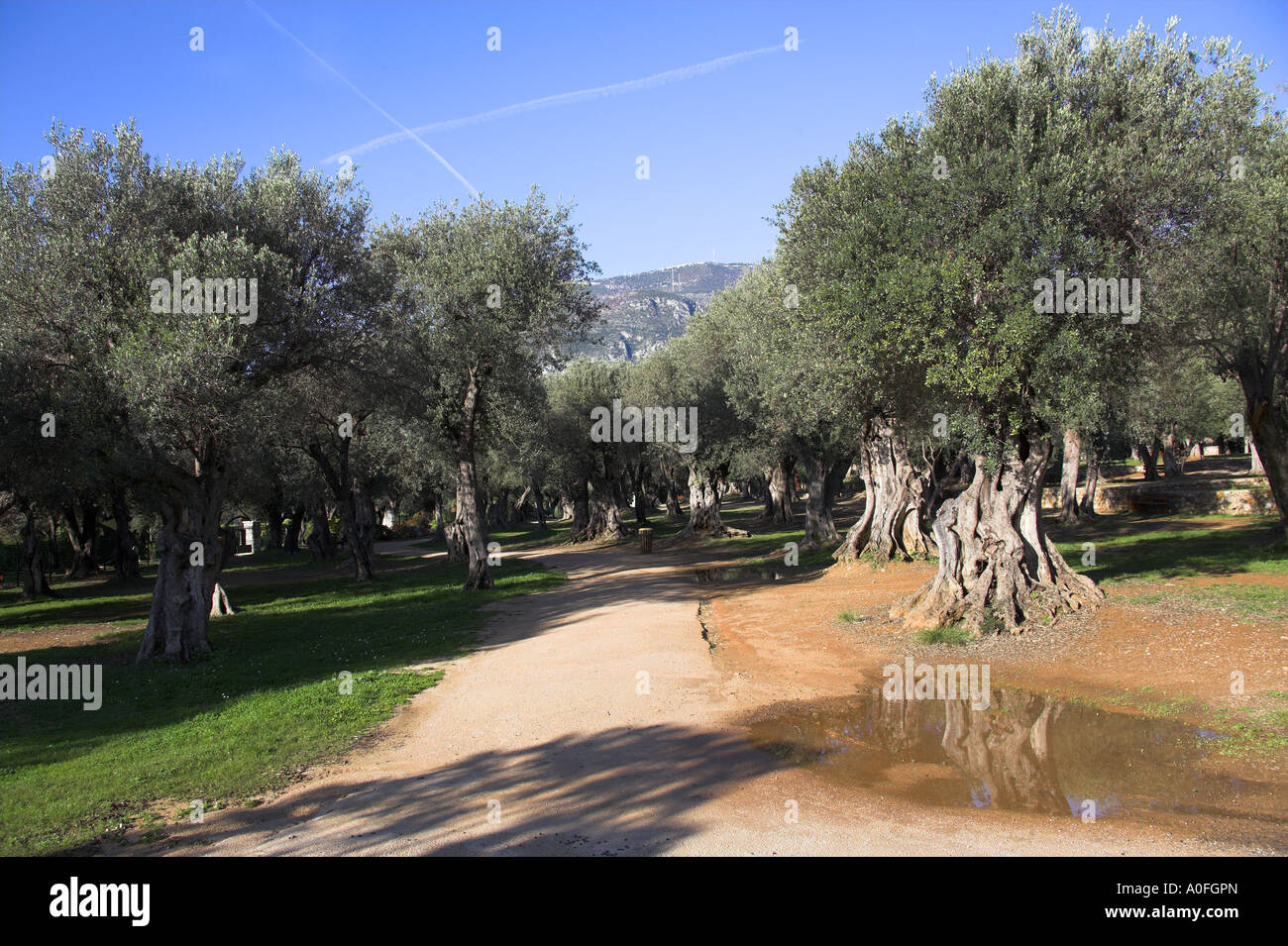 Olive Tree Grove, Cap Martin Park, Roquebrune, South of France Stock ...