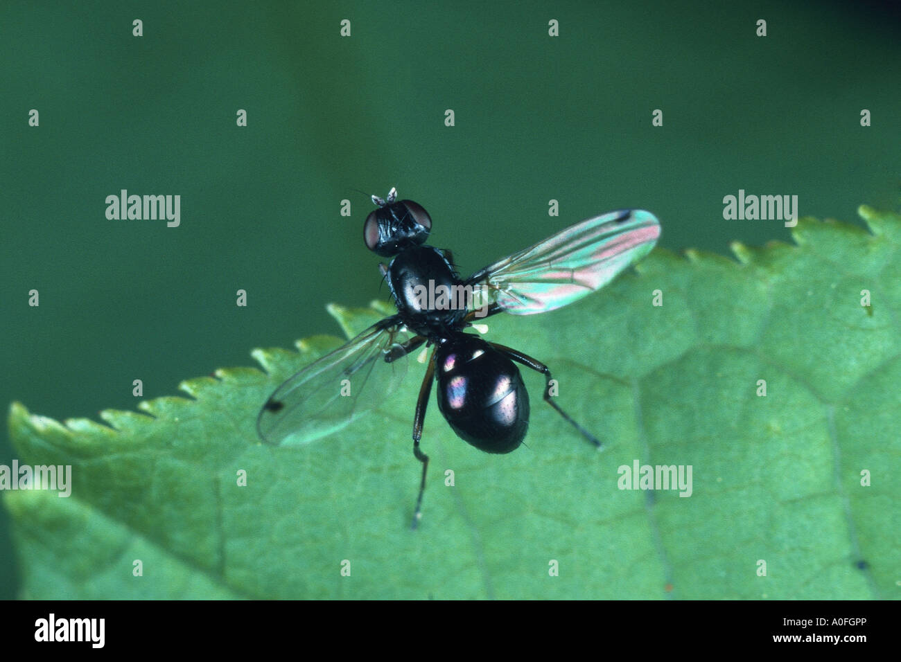 black scavenger fly, spiny-legged fly (Sepsis cynipsea), imago Stock ...