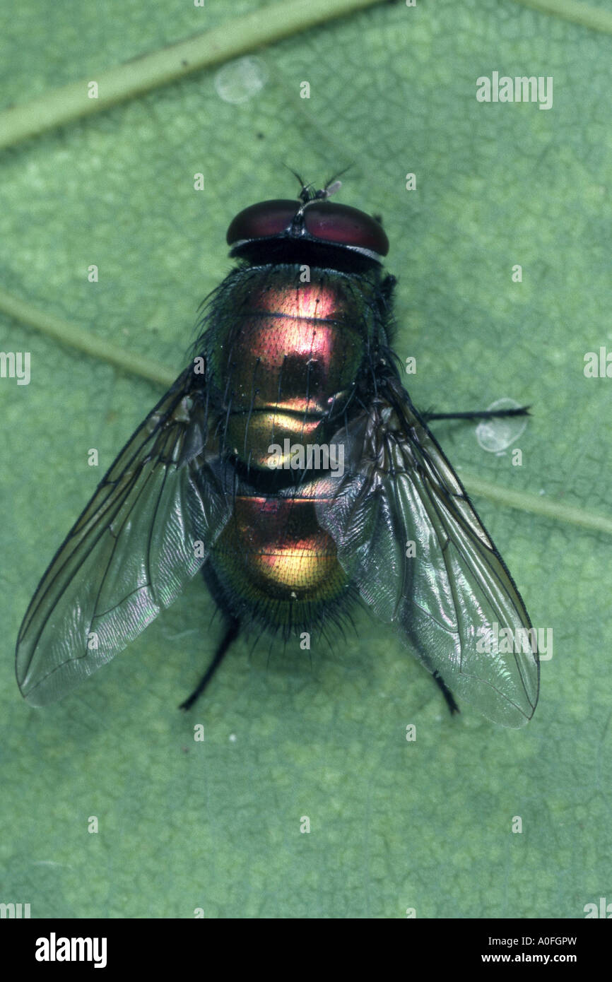 Sheep maggot fly hi-res stock photography and images - Alamy