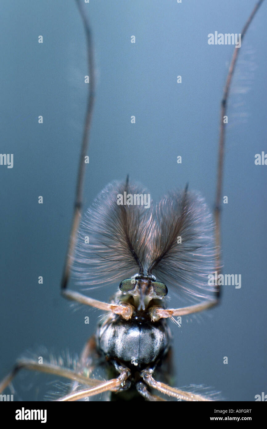Antennae sensory organs hi-res stock photography and images - Alamy